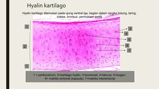 SISTEM GERAK MANUSIA | PPTX