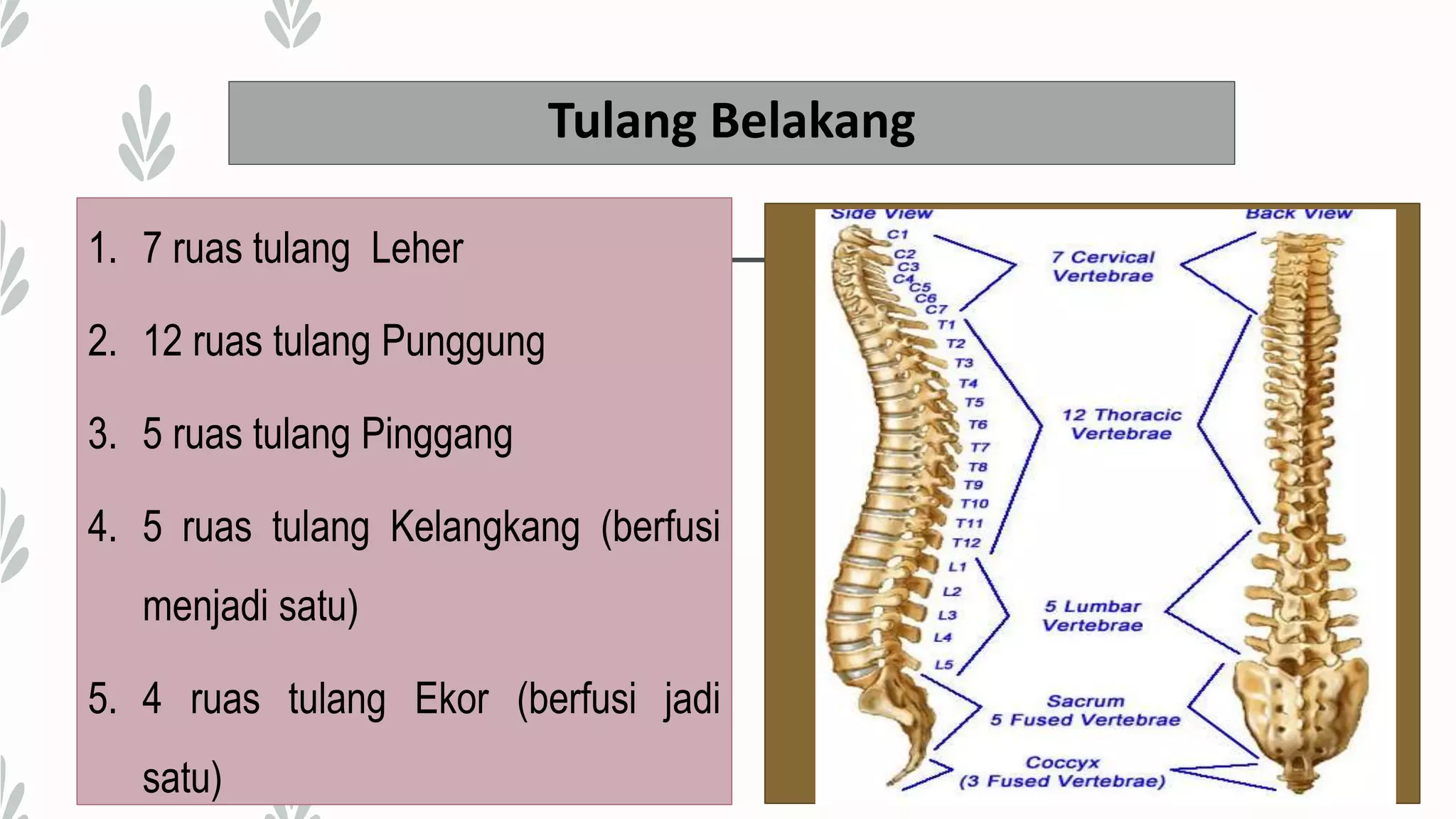Sistem gerak | PPTX