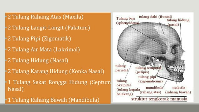 Sistem gerak | PPT