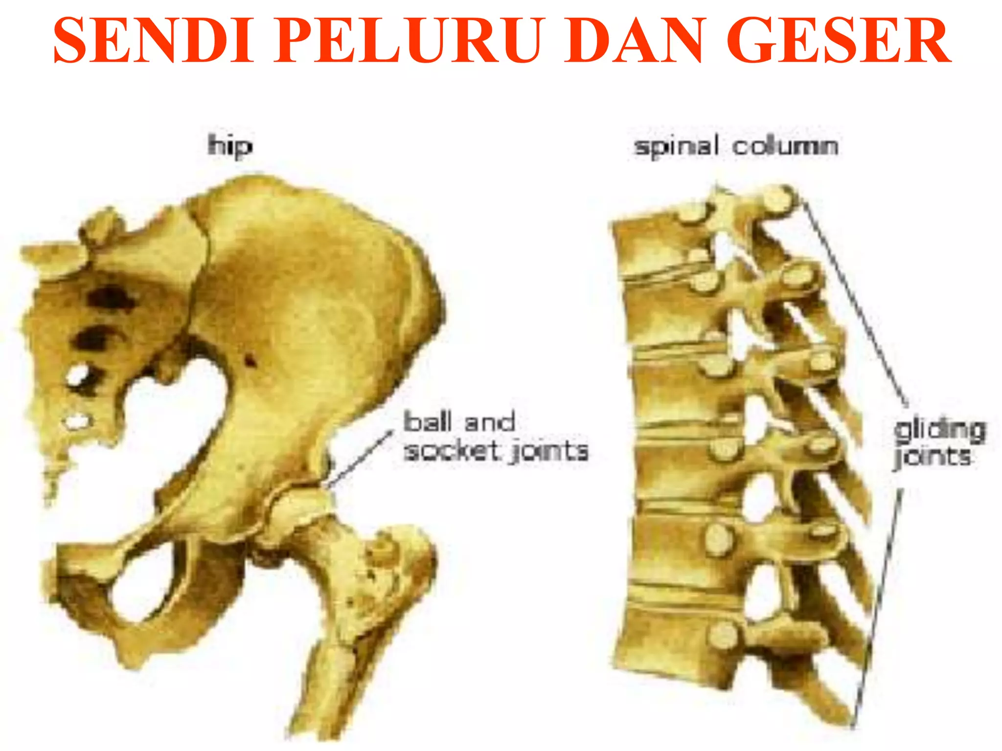 sistem gerak .ppt
