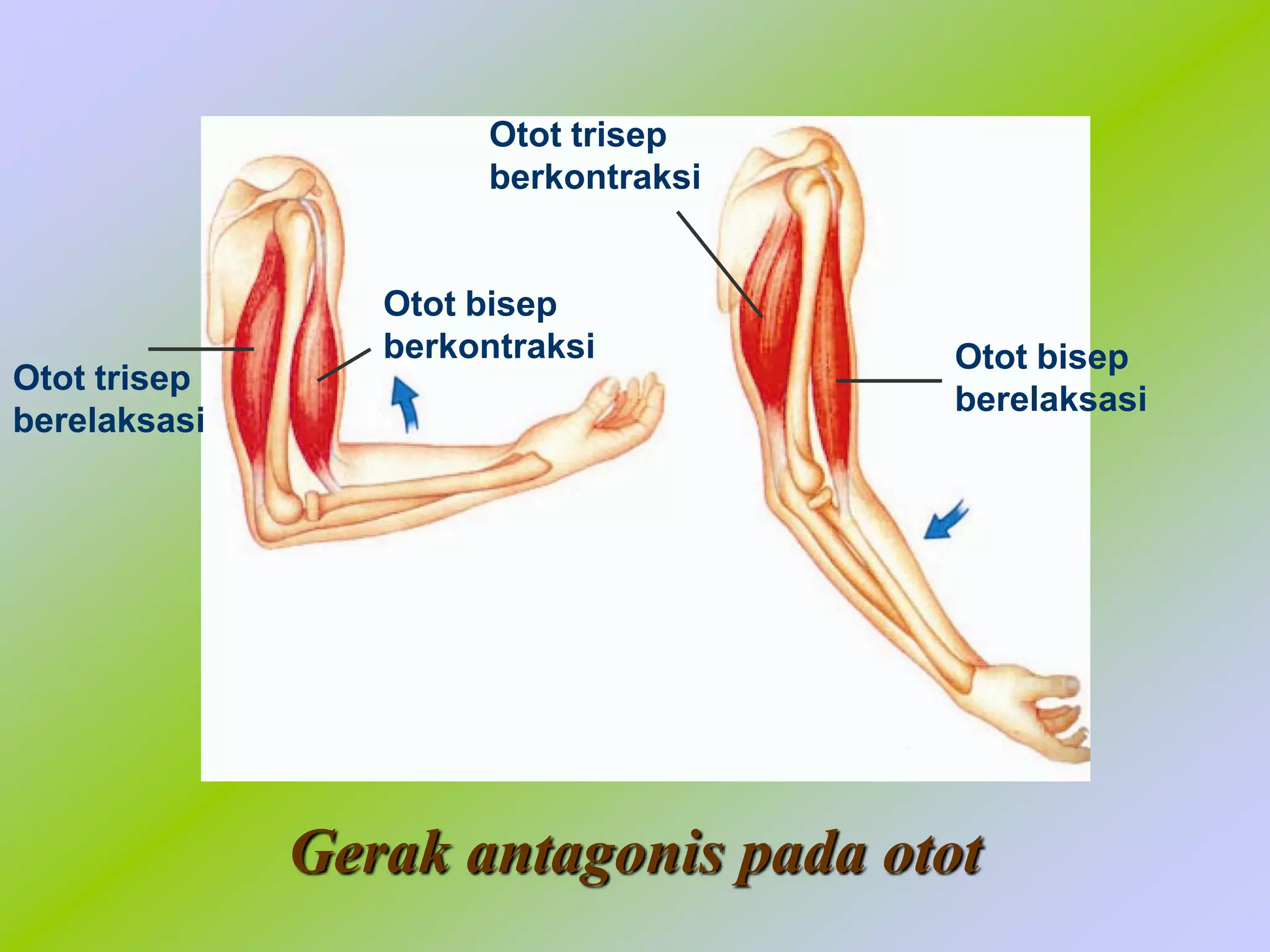 Sistem Gerak.ppt