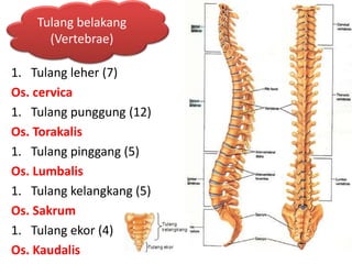 SISTEM GERAK Untuk Sma kelas 11 negeri.ppt