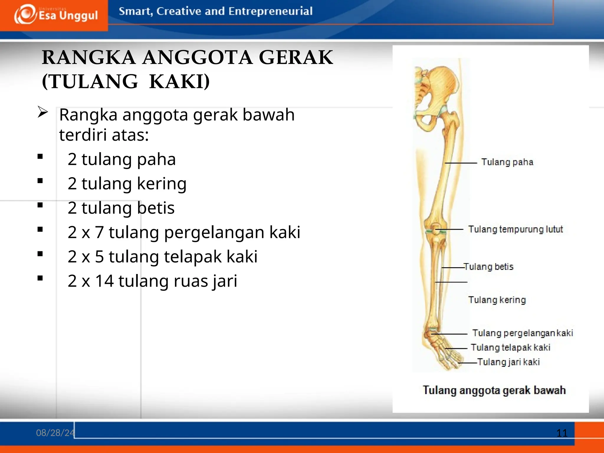 Sistem gerak pada manusia yang meliputi rangka dan sendi | PPT