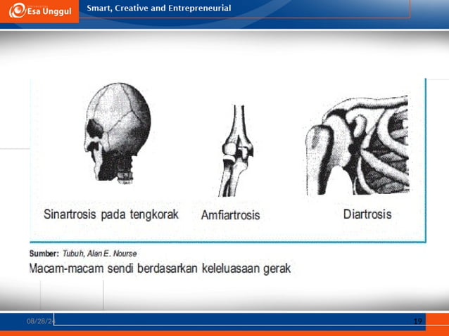 Sistem gerak pada manusia yang meliputi rangka dan sendi | PPT