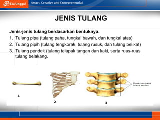 Sistem gerak pada manusia yang meliputi rangka dan sendi | PPT