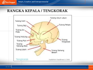 Sistem gerak pada manusia yang meliputi rangka dan sendi | PPT
