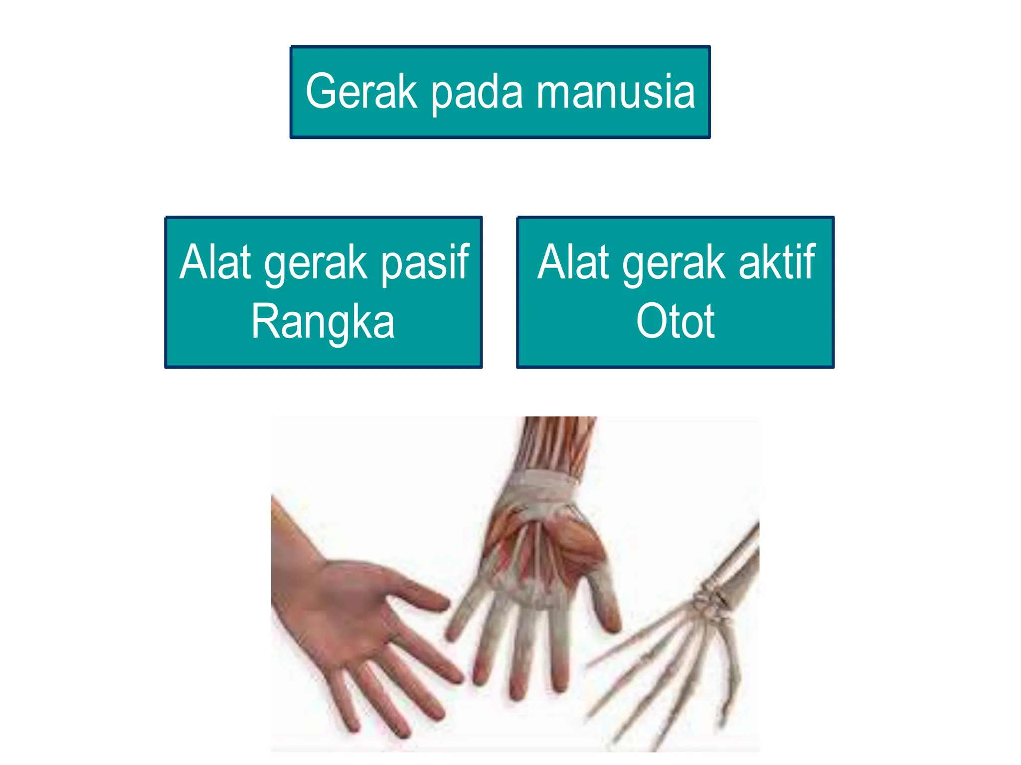 SISTEM GERAK(3).ppt