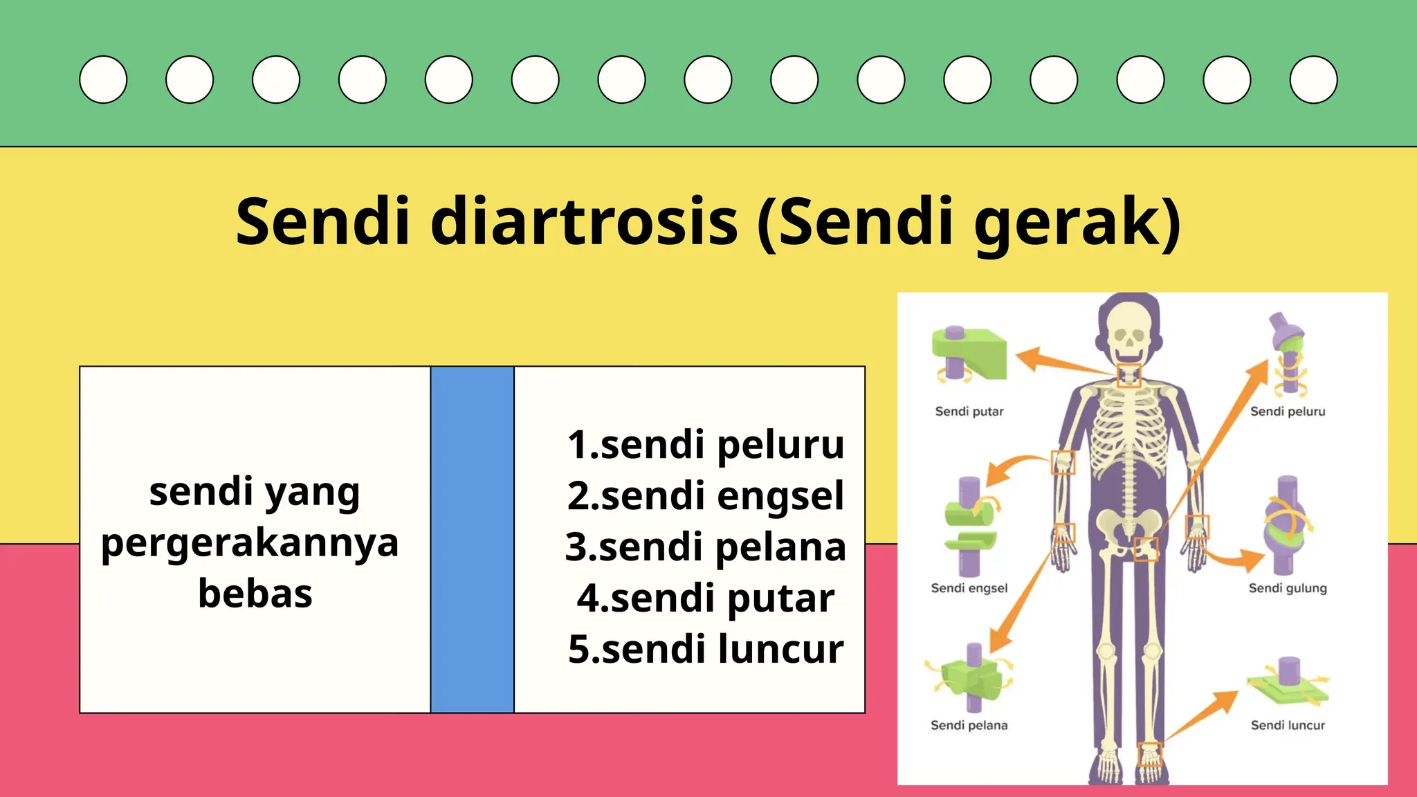 SISTEM GERAK (ARTIKULASI) pada manusia.pptx