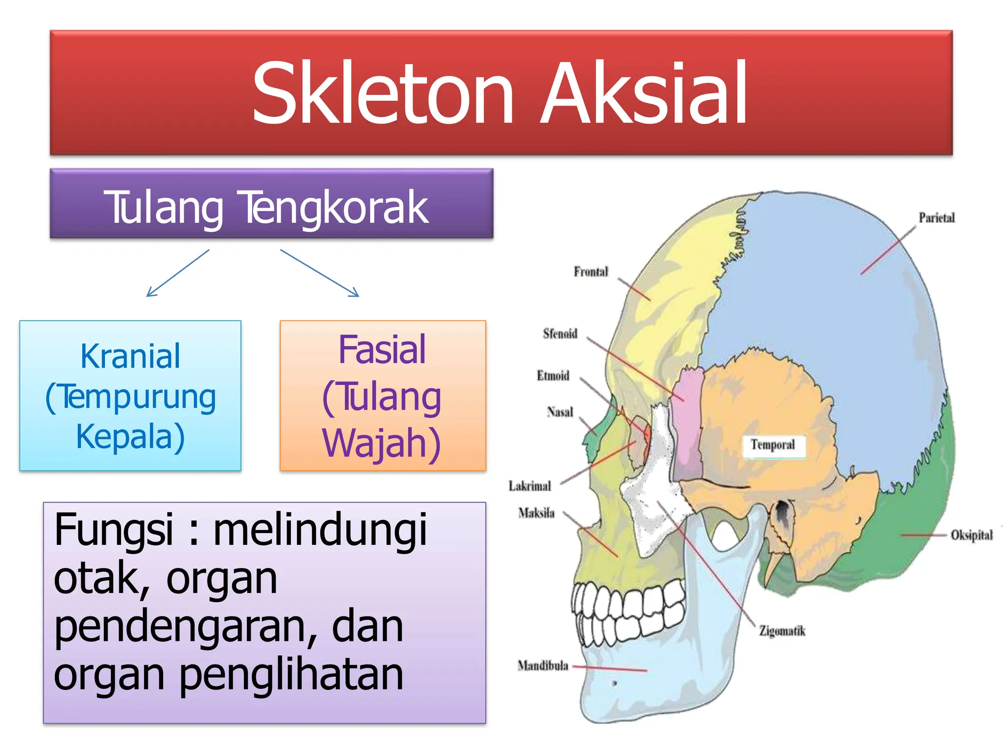 Sistem Gerak SMA Kelas 11 Semester 1.pptx