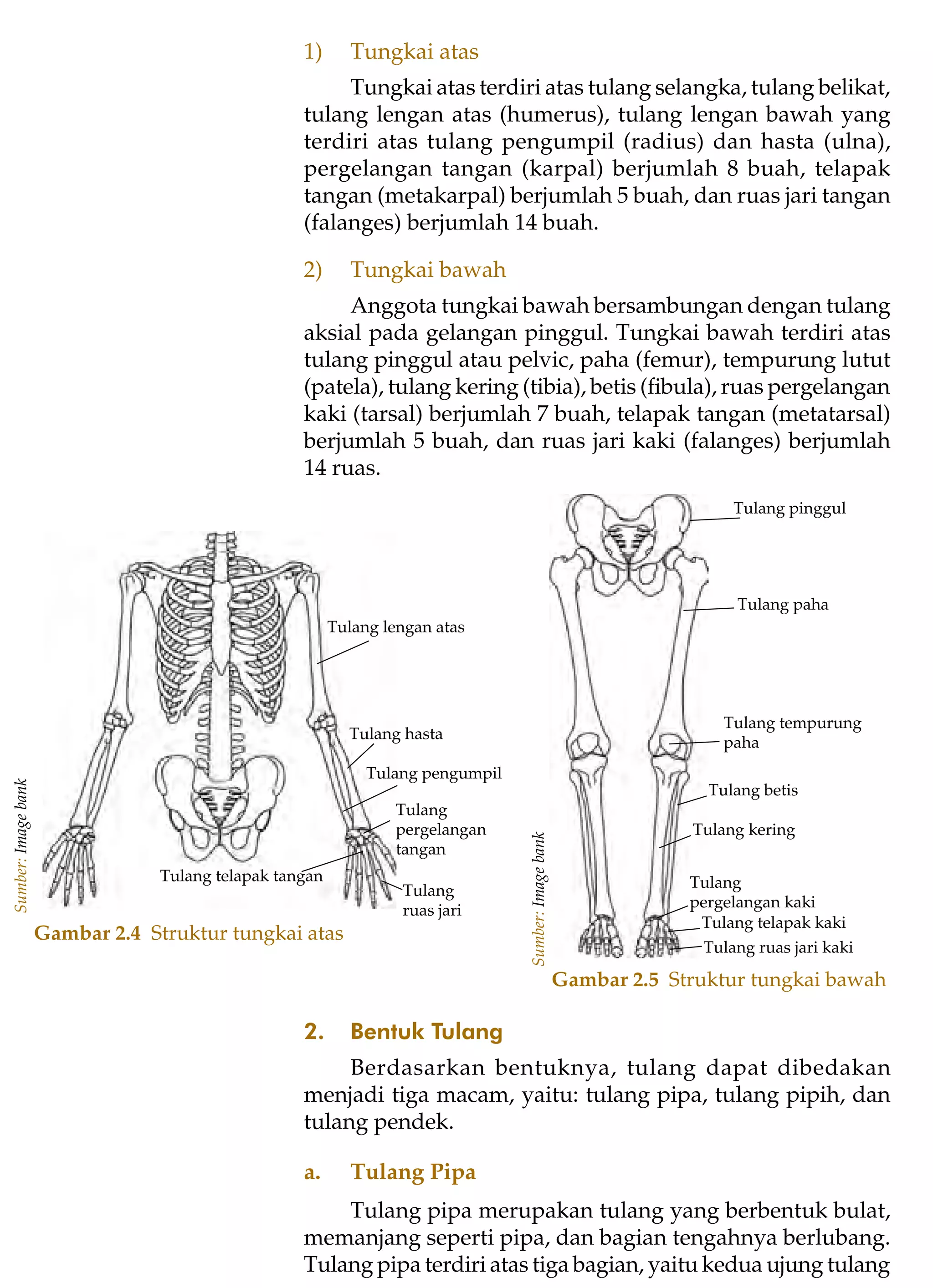 Sistem Gerak Pada Manusia | PDF