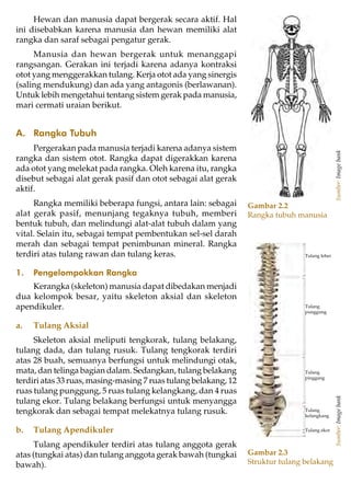 Sistem Gerak Pada Manusia | PDF