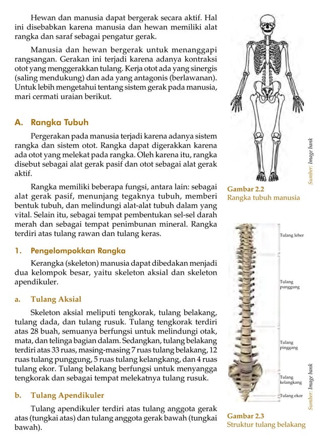 Sistem Gerak Pada Manusia | PDF