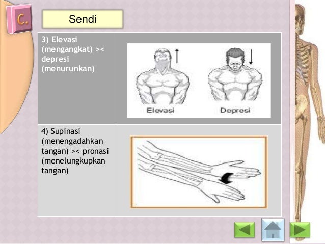 Biologi SMA - Bab Sistem gerak pada manusia
