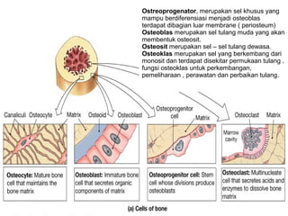 Sistem gerak manusia | PPT