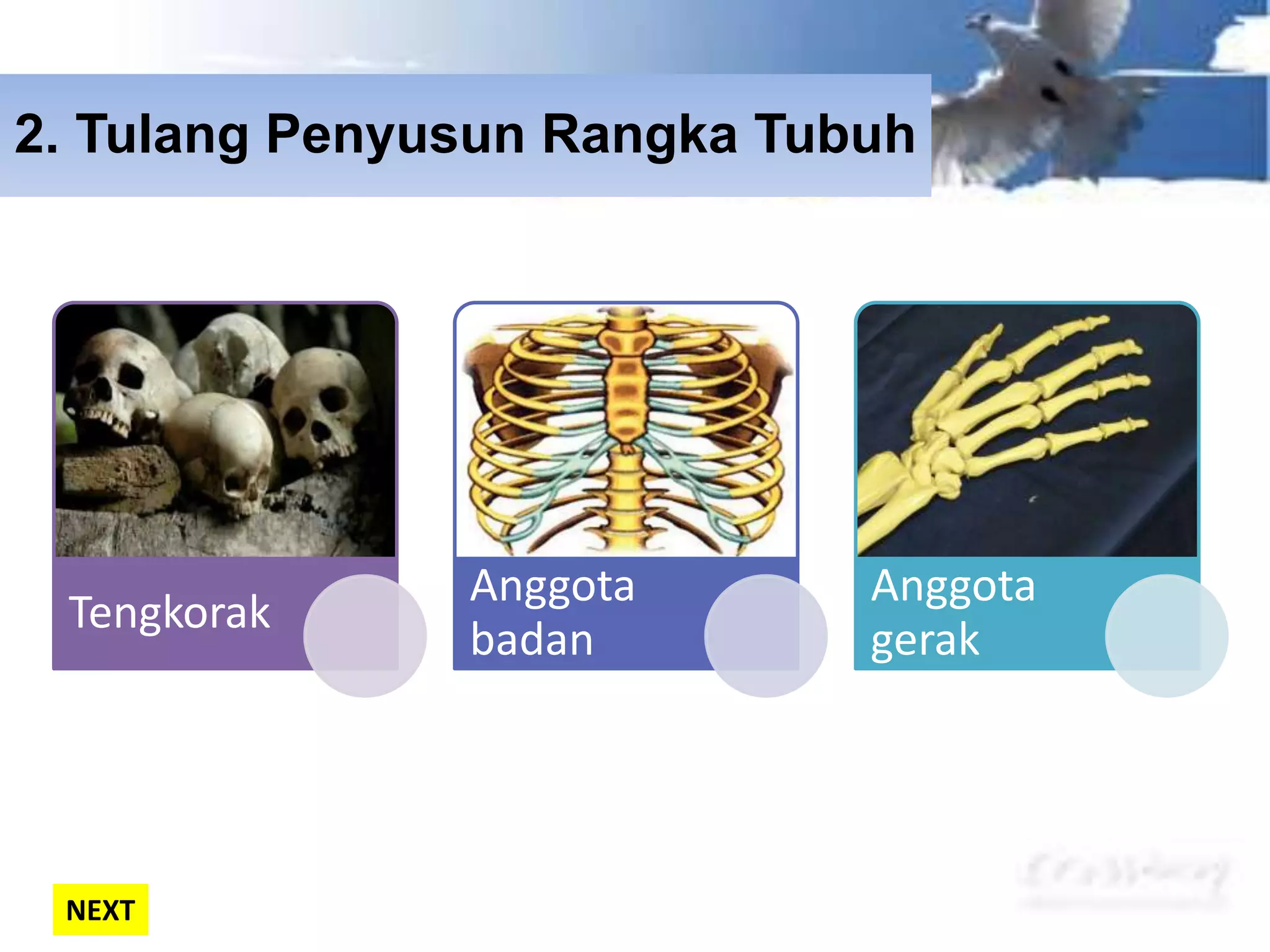 Sistem gerak manusia | PPTX
