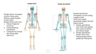 SISTEM GERAK MANUSIA.pptx
