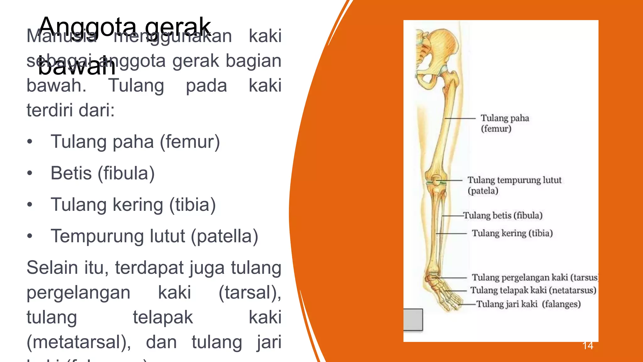 SISTEM GERAK MANUSIA.pptx