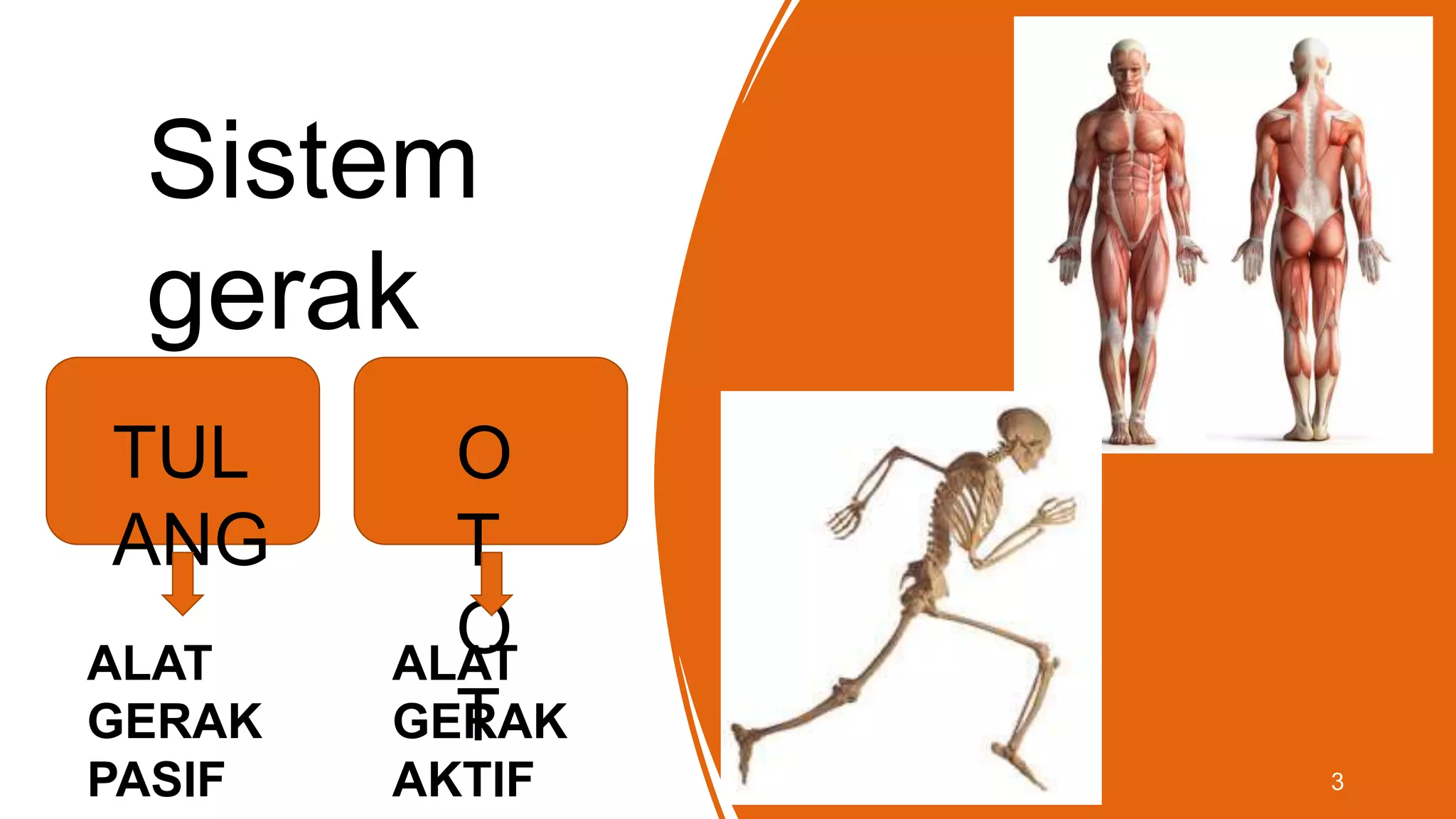 SISTEM GERAK MANUSIA.pptx