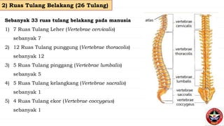 SISTEM GERAK MANUSIA I RANGKA I BIOLOGI I XI SMA.pptx