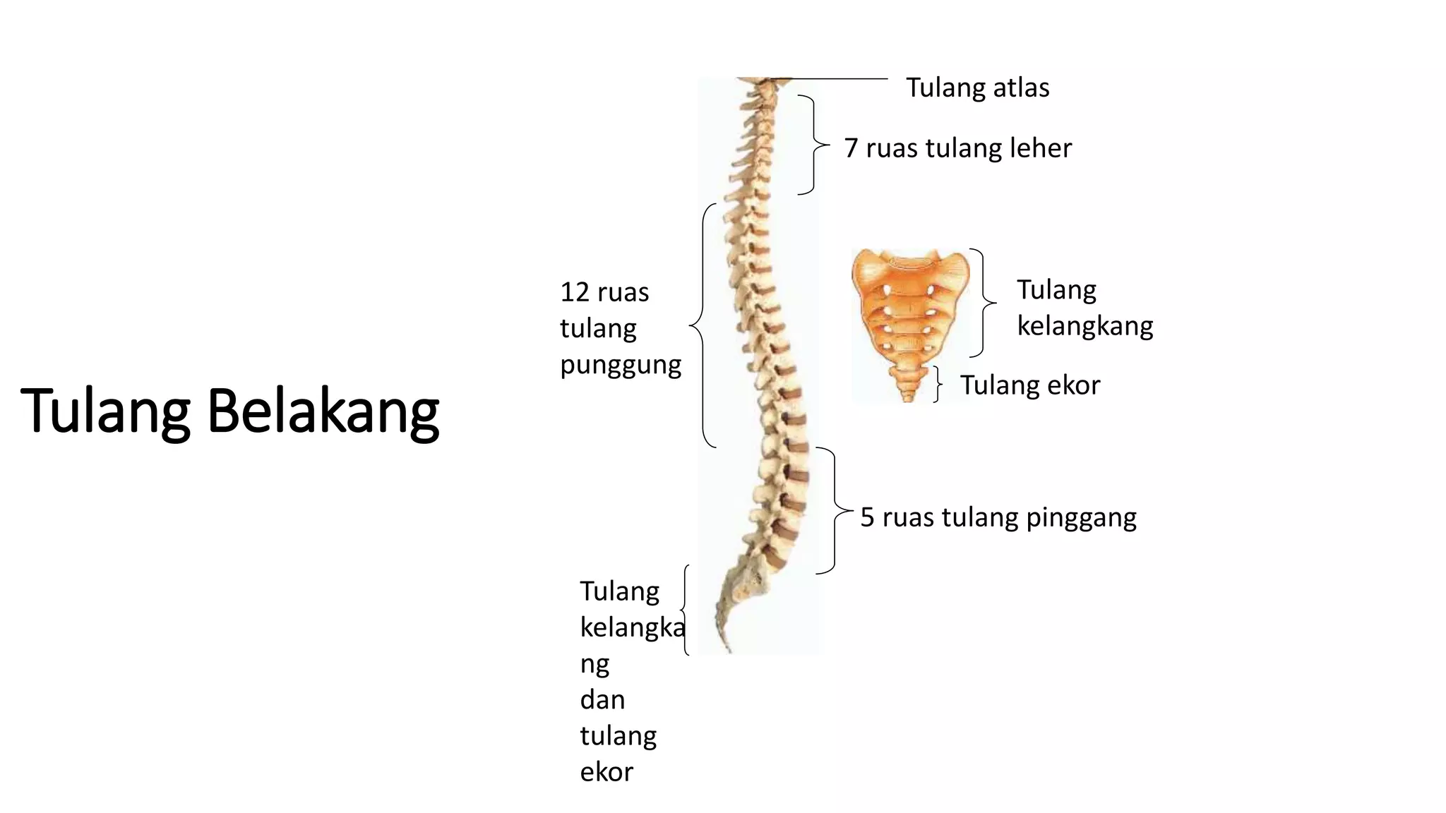 SISTEM GERAK MANUSIA RANGKA.pptx