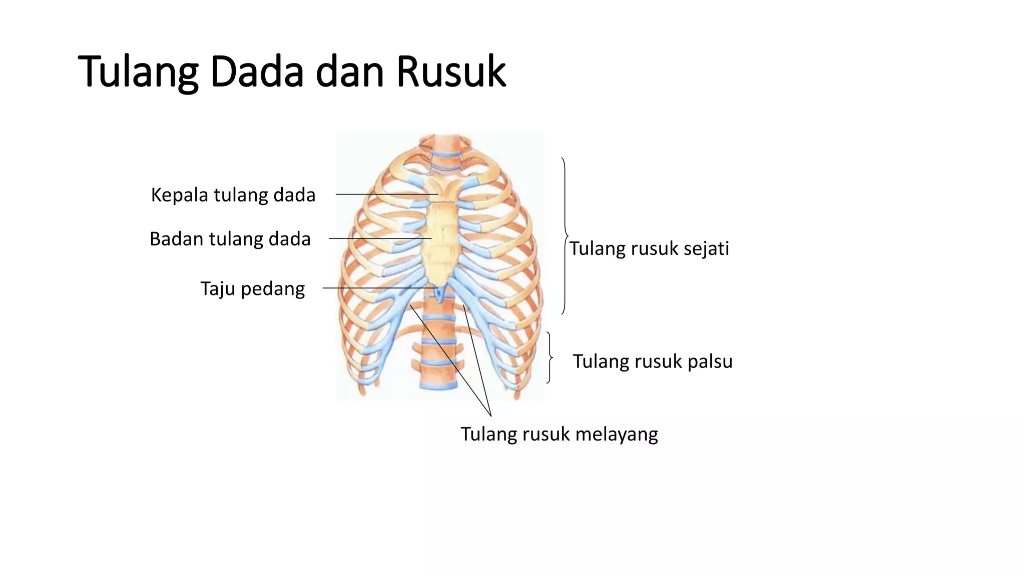 SISTEM GERAK MANUSIA RANGKA.pptx