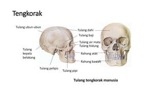 SISTEM GERAK MANUSIA RANGKA.pptx