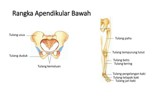 SISTEM GERAK MANUSIA RANGKA.pptx