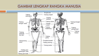 Topik A.1 : Sistem Gerak Manusia (Rangka) | PPTX