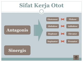 Sistem gerak (otot) | PPTX
