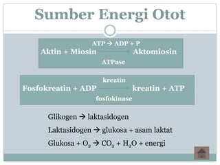 Sistem gerak (otot) | PPTX