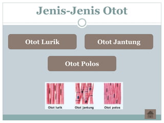 Sistem gerak (otot) | PPTX