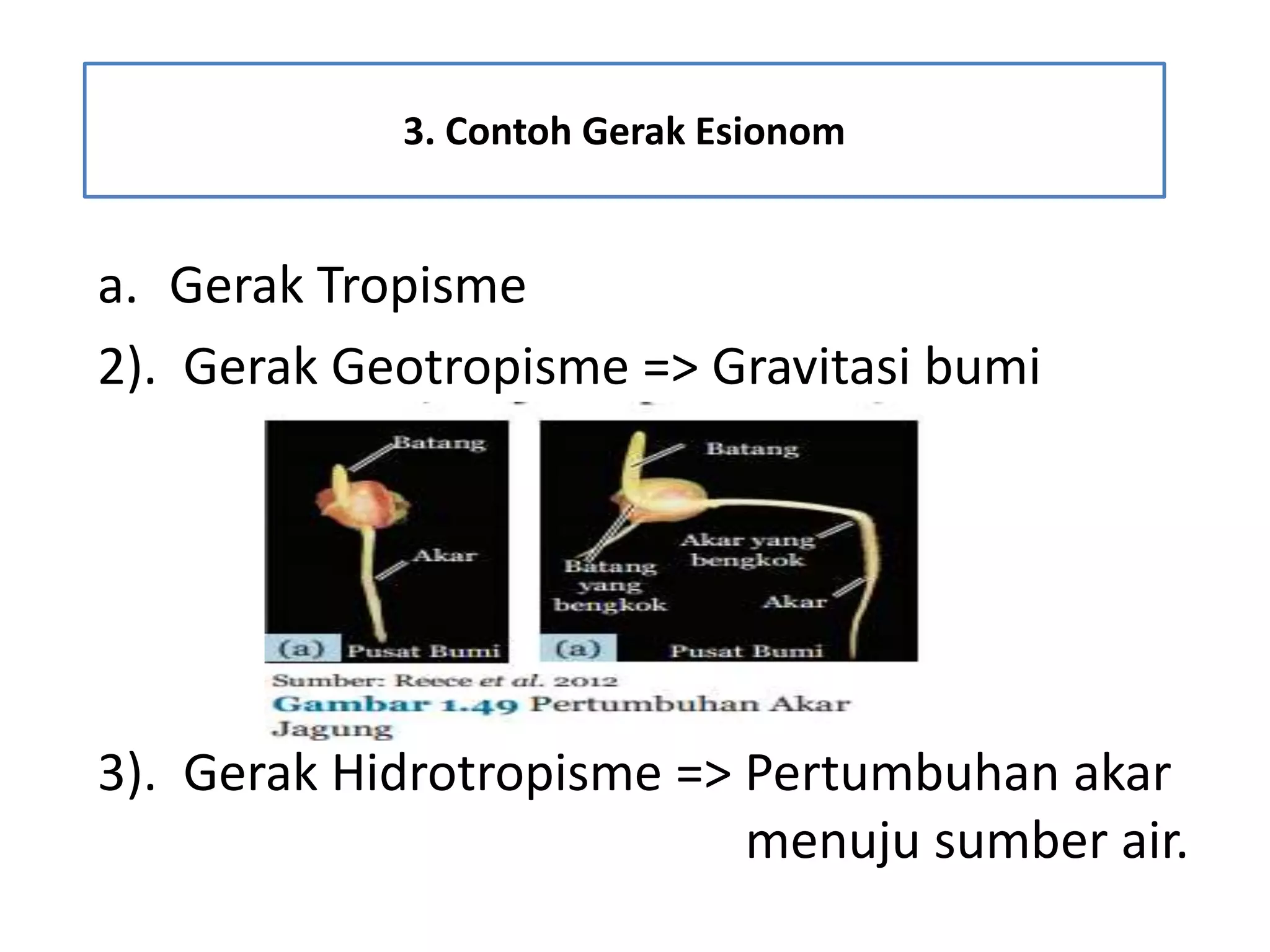Sistem gerak pada hewan dan tumbuhan | PPT