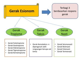 Sistem gerak pada hewan dan tumbuhan | PPT