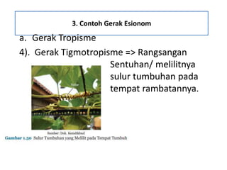 Sistem gerak pada hewan dan tumbuhan | PPT