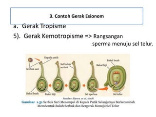 Sistem gerak pada hewan dan tumbuhan | PPT