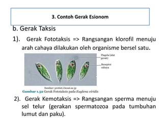 Sistem gerak pada hewan dan tumbuhan | PPT