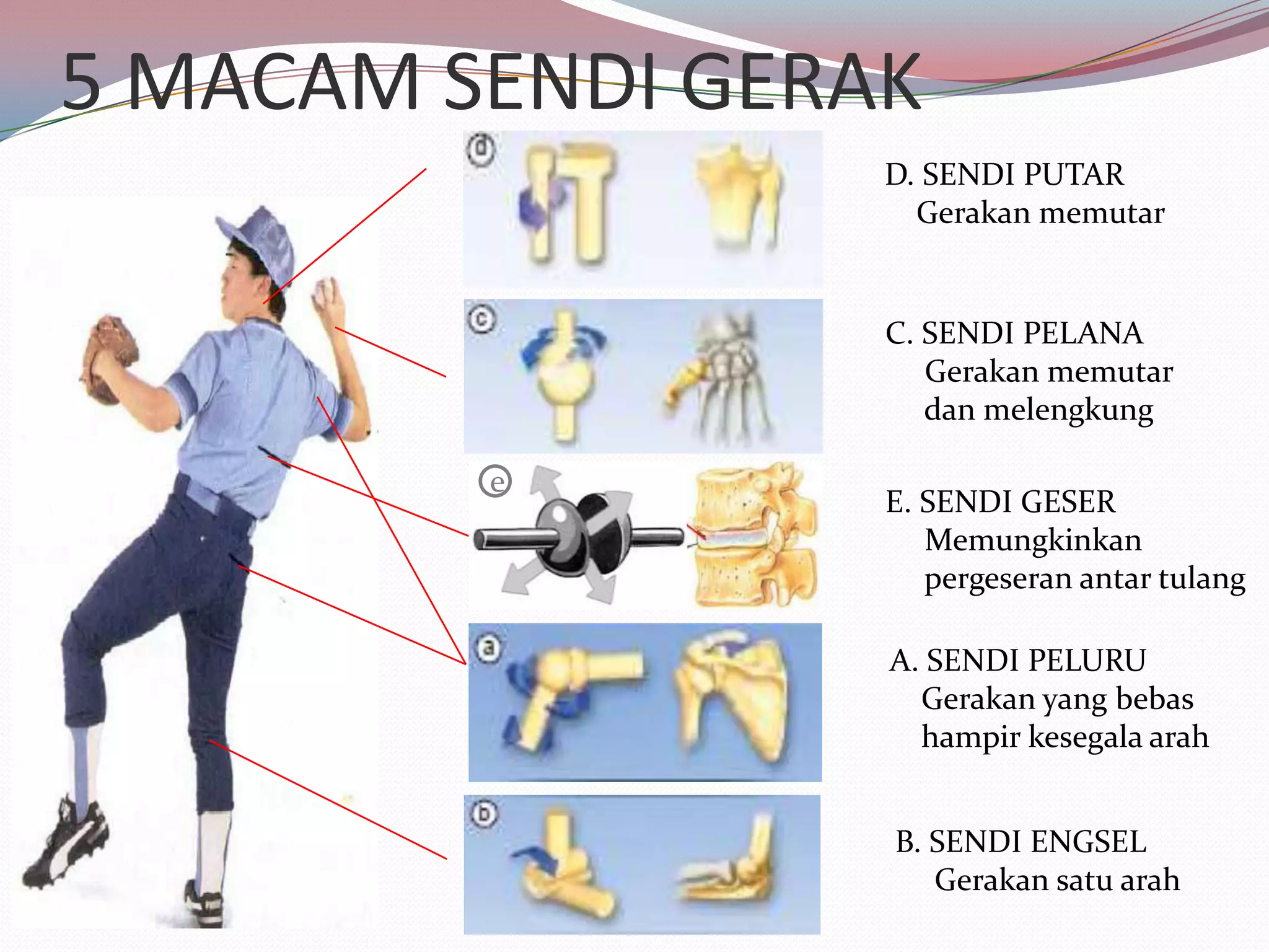 Sistem gerak pada manusia | PPTX