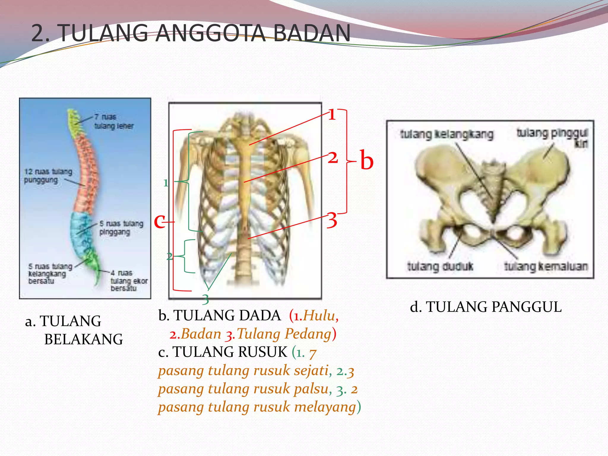 Sistem gerak pada manusia | PPTX