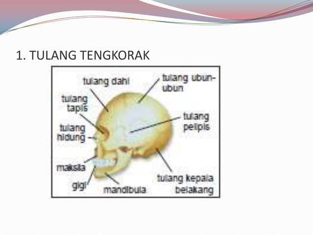 Sistem gerak pada manusia | PPTX