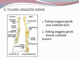 Sistem gerak pada manusia | PPTX