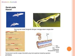 Sistem gerak pada manusia materi smp n 1 susu | PPT