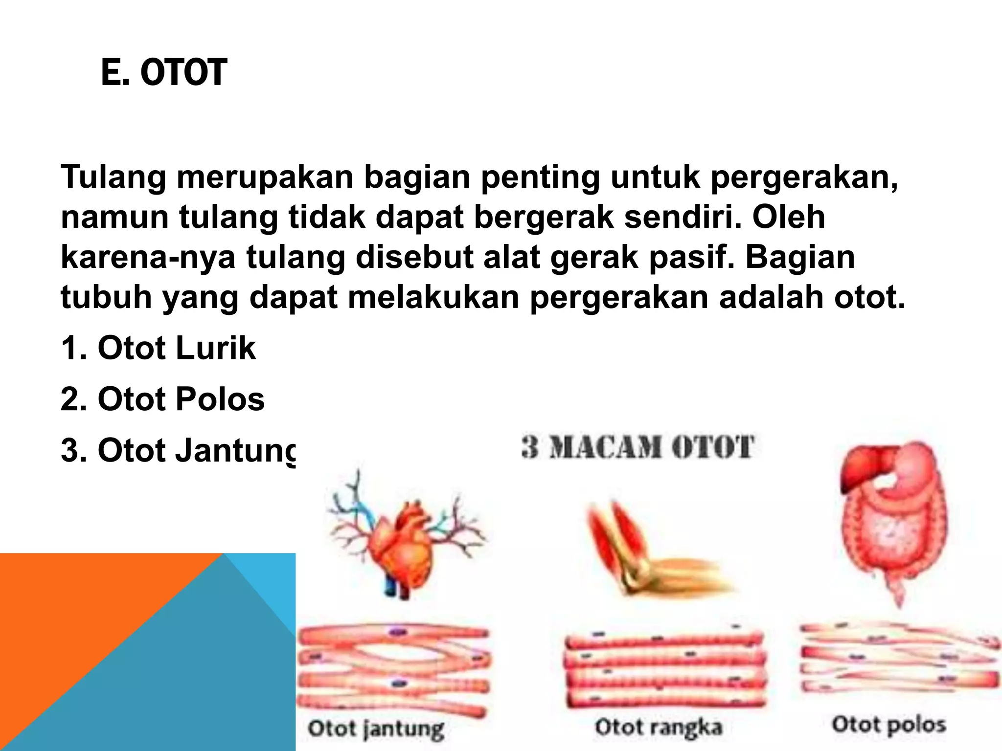 Sistem gerak pada manusia | PPTX