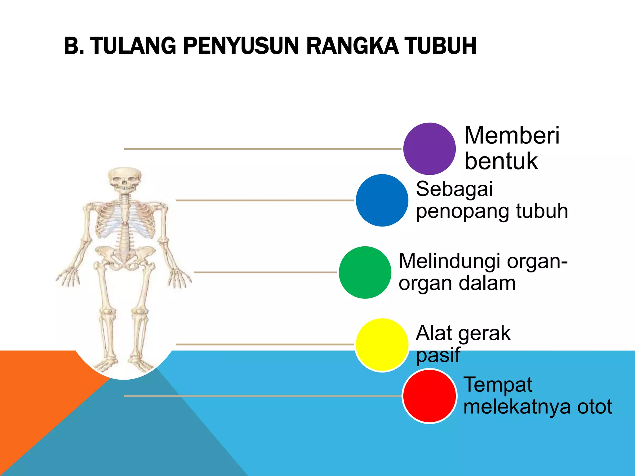 Sistem gerak pada manusia | PPTX