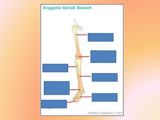 SISTEM GERAK PADA MANUSIA DAN SENDI .pptx