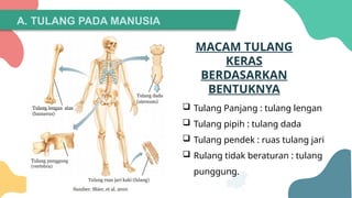 SISTEM GERAK PADA MANUSIA (TULANG DAN SENDI).pptx