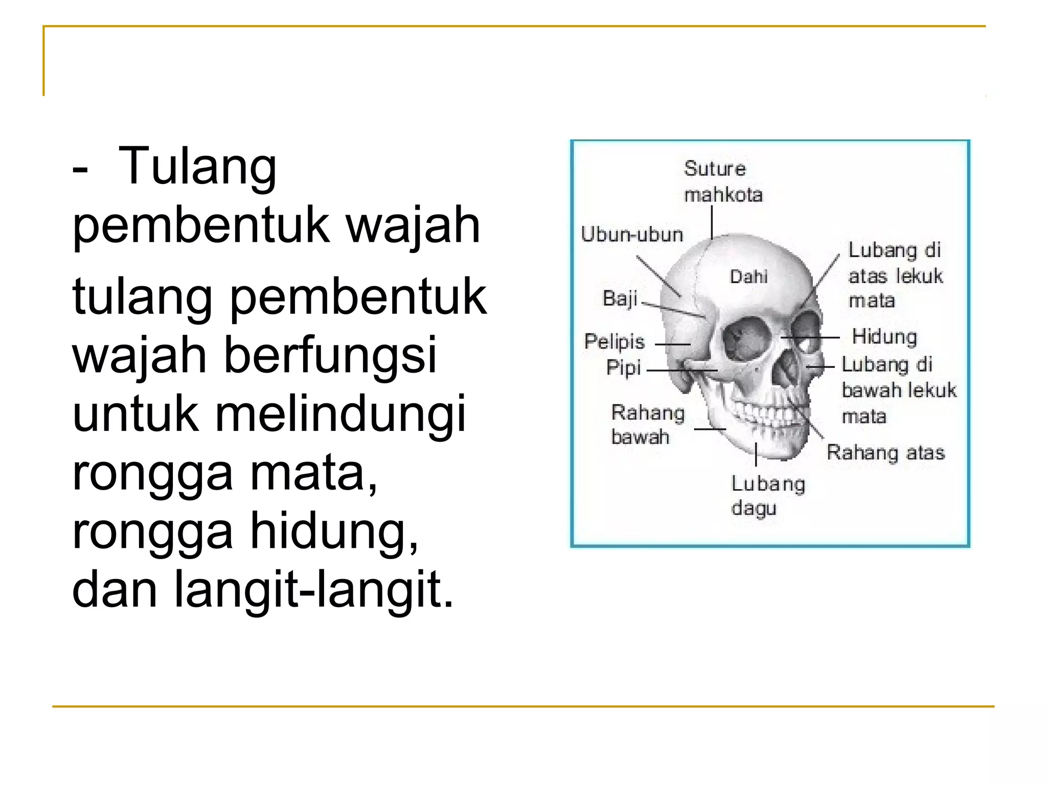 SISTEM GERAK PADA MANUSIA KELAS XI IPA | PPT