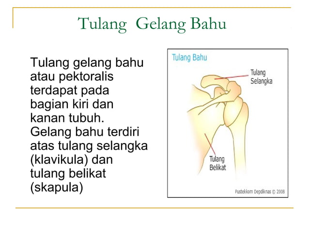SISTEM GERAK PADA MANUSIA KELAS XI IPA | PPT