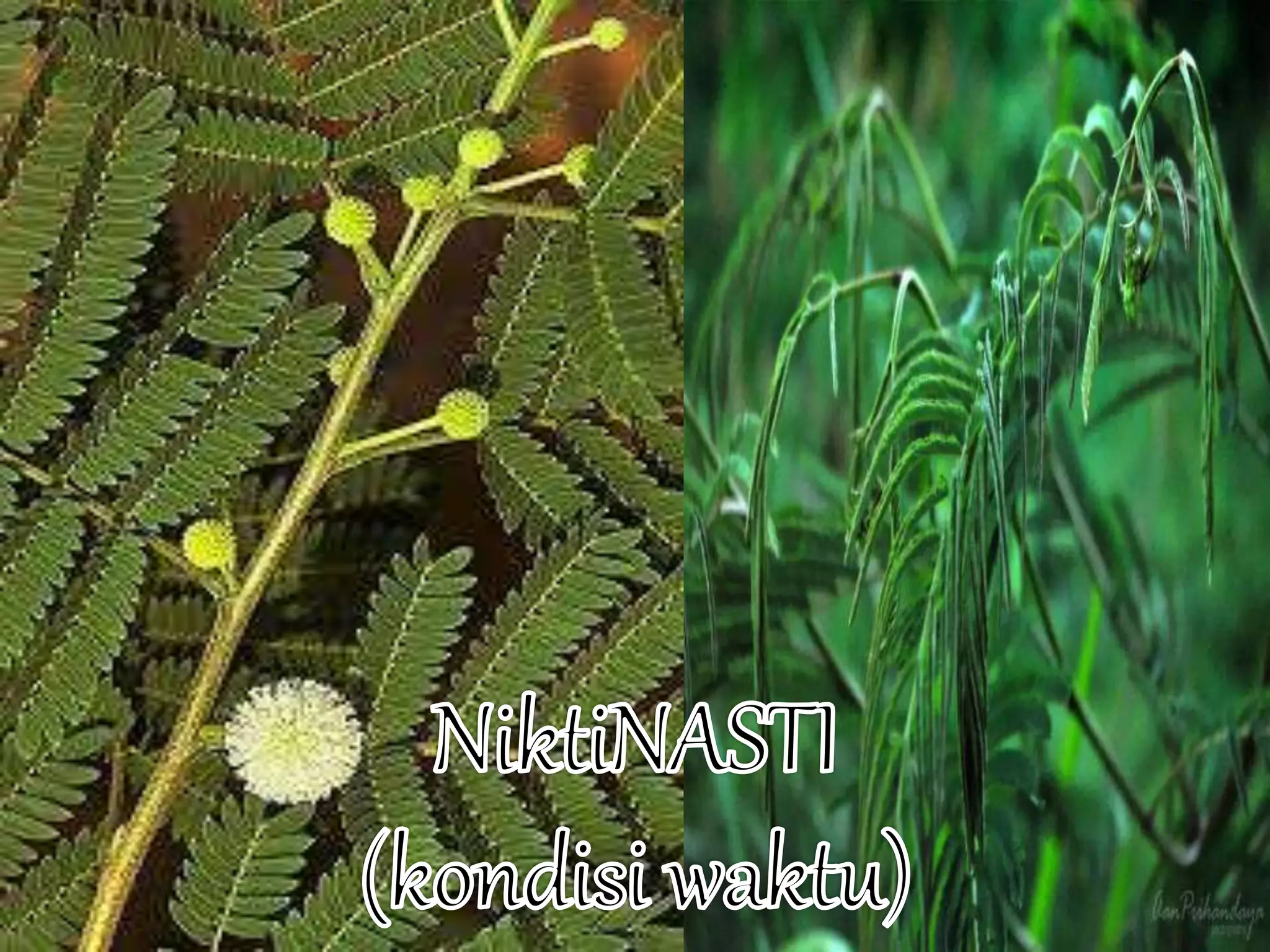 Sistem Gerak Pada Tumbuhan (IPA KELAS VIII) | PPTX