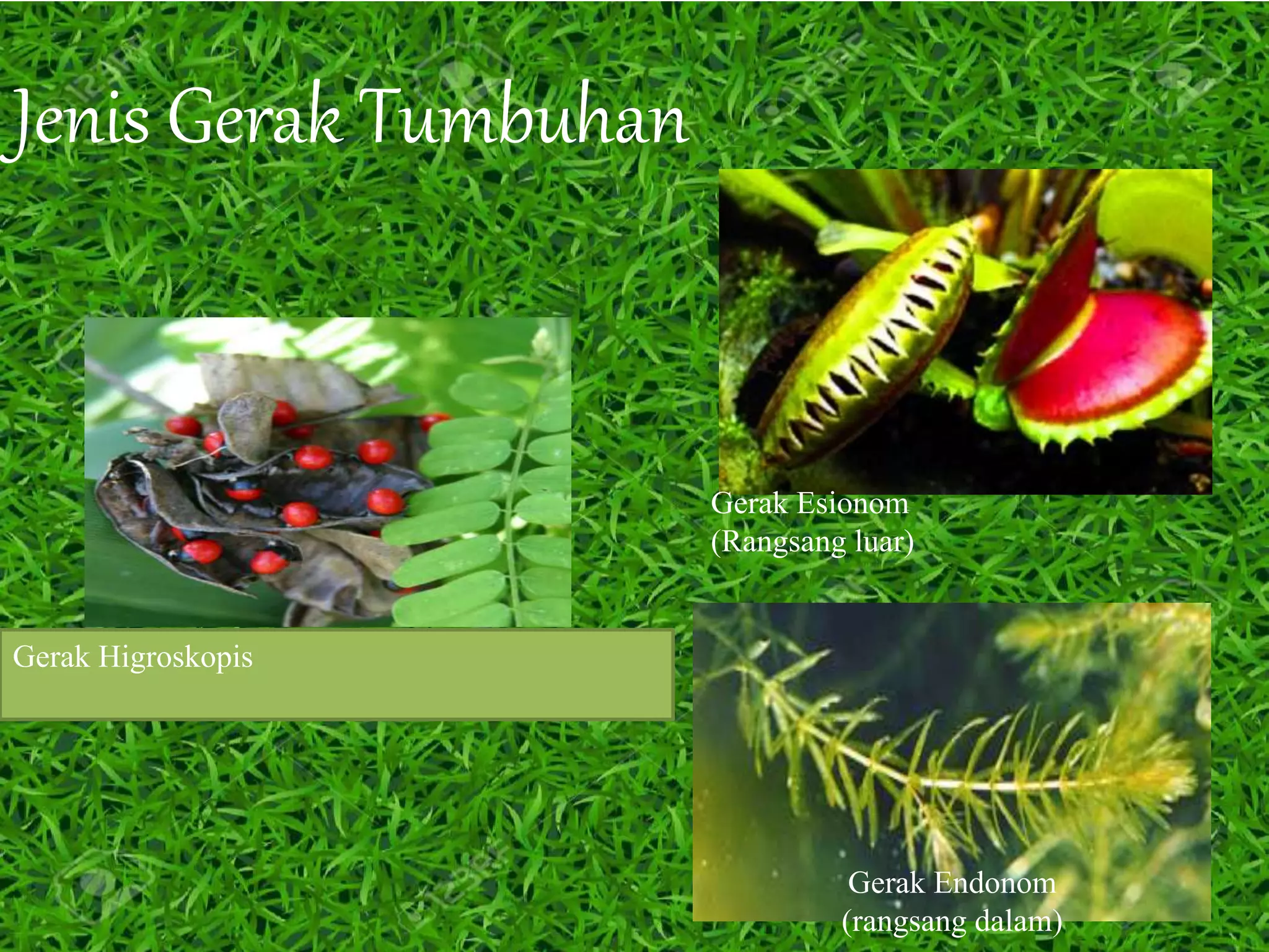 Sistem Gerak Pada Tumbuhan (IPA KELAS VIII) | PPTX