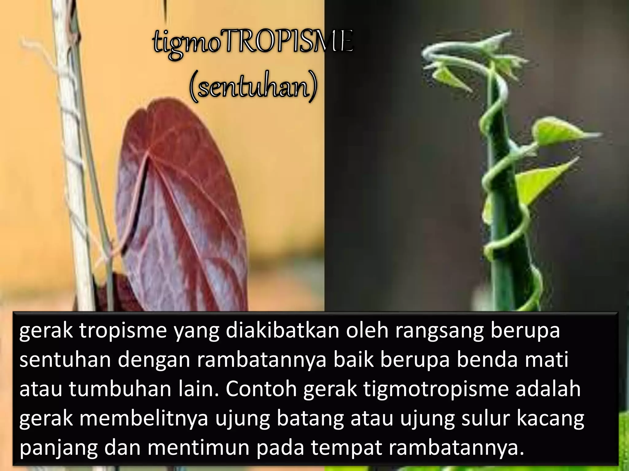 Sistem Gerak Pada Tumbuhan (IPA KELAS VIII) | PPTX